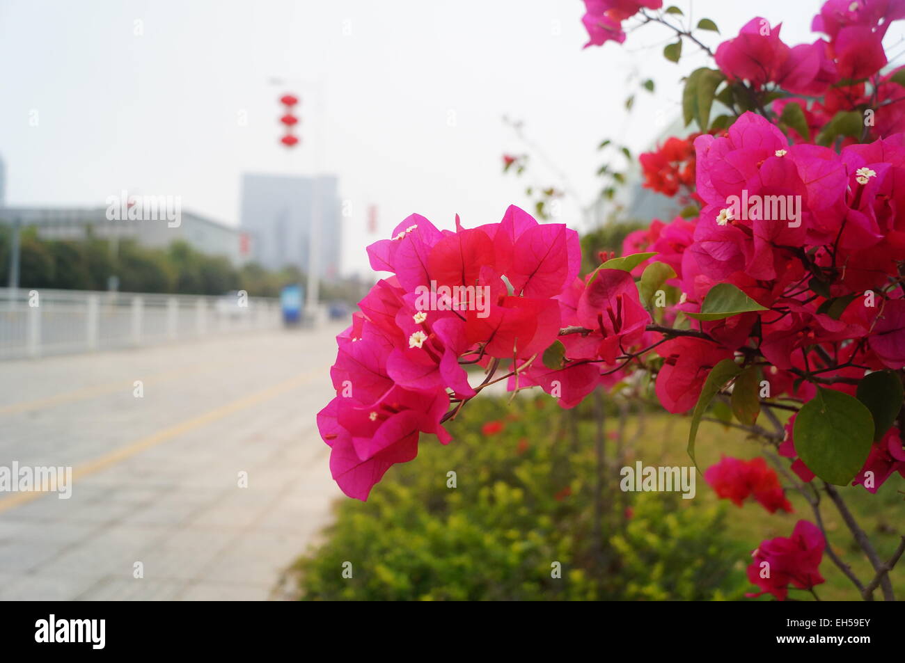 Triangle plum flowers hi-res stock photography and images - Alamy