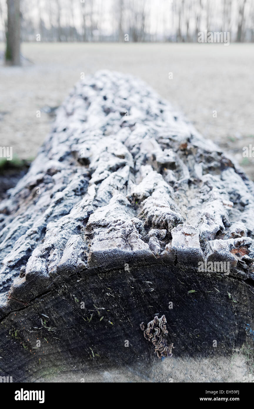Frozen trunk hi-res stock photography and images - Alamy