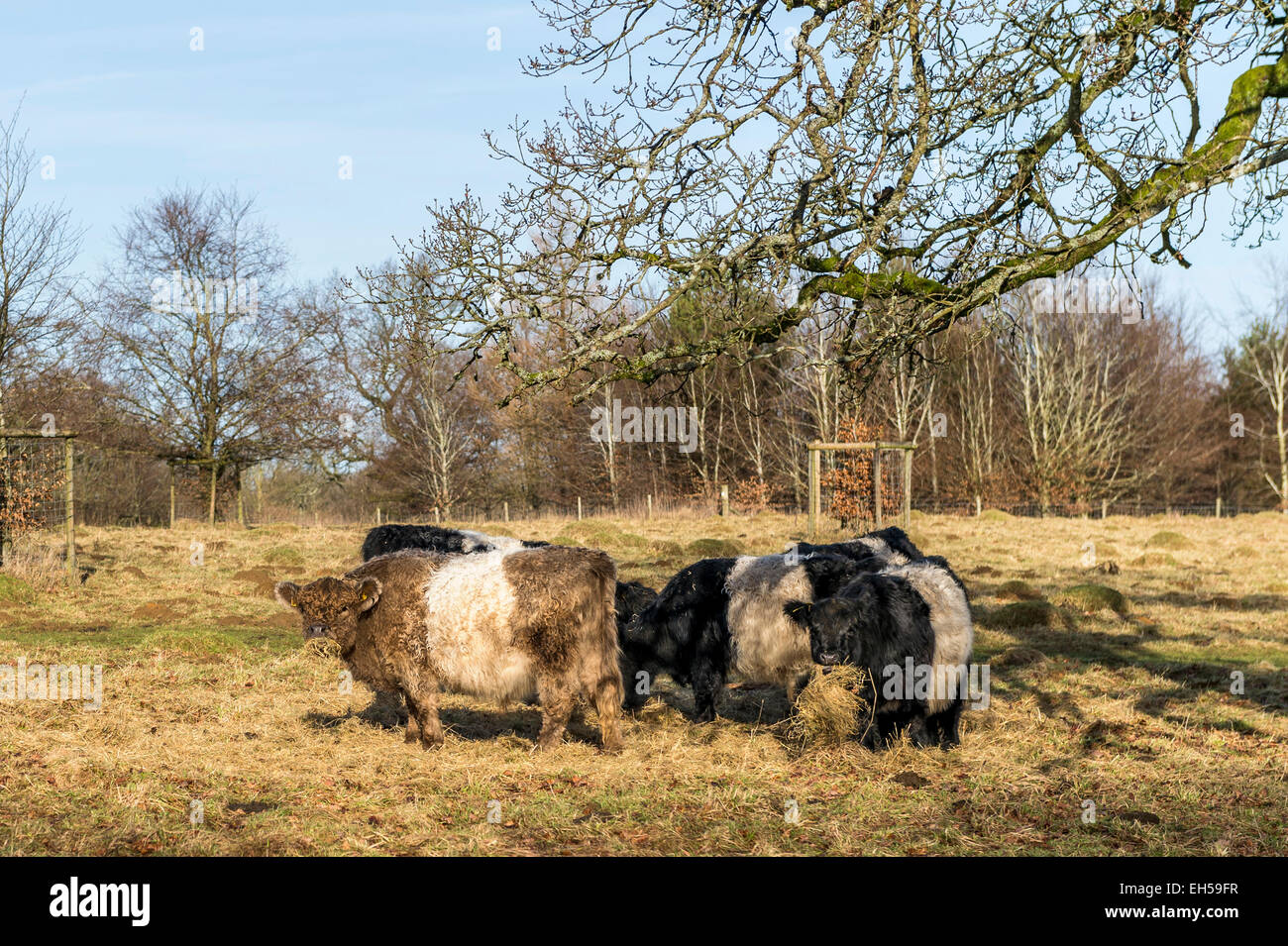 Oreo cows hi-res stock photography and images - Alamy