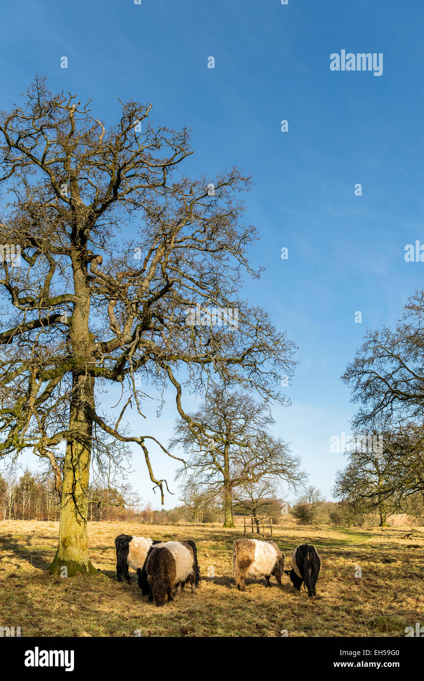 Oreo cows hi-res stock photography and images - Alamy