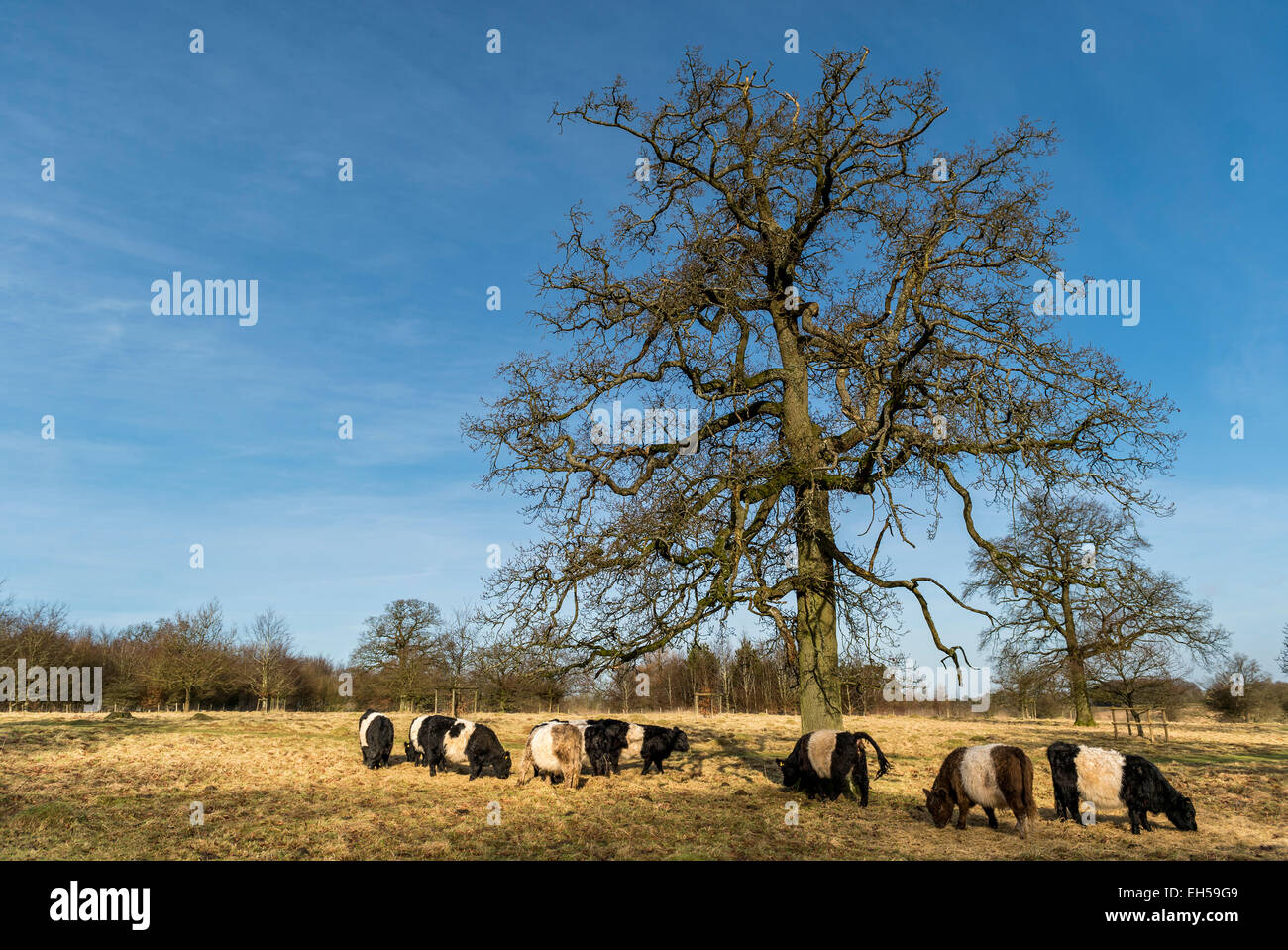 A herd of Belted Galloway cows grazing under a tree in Crickley Hill ...