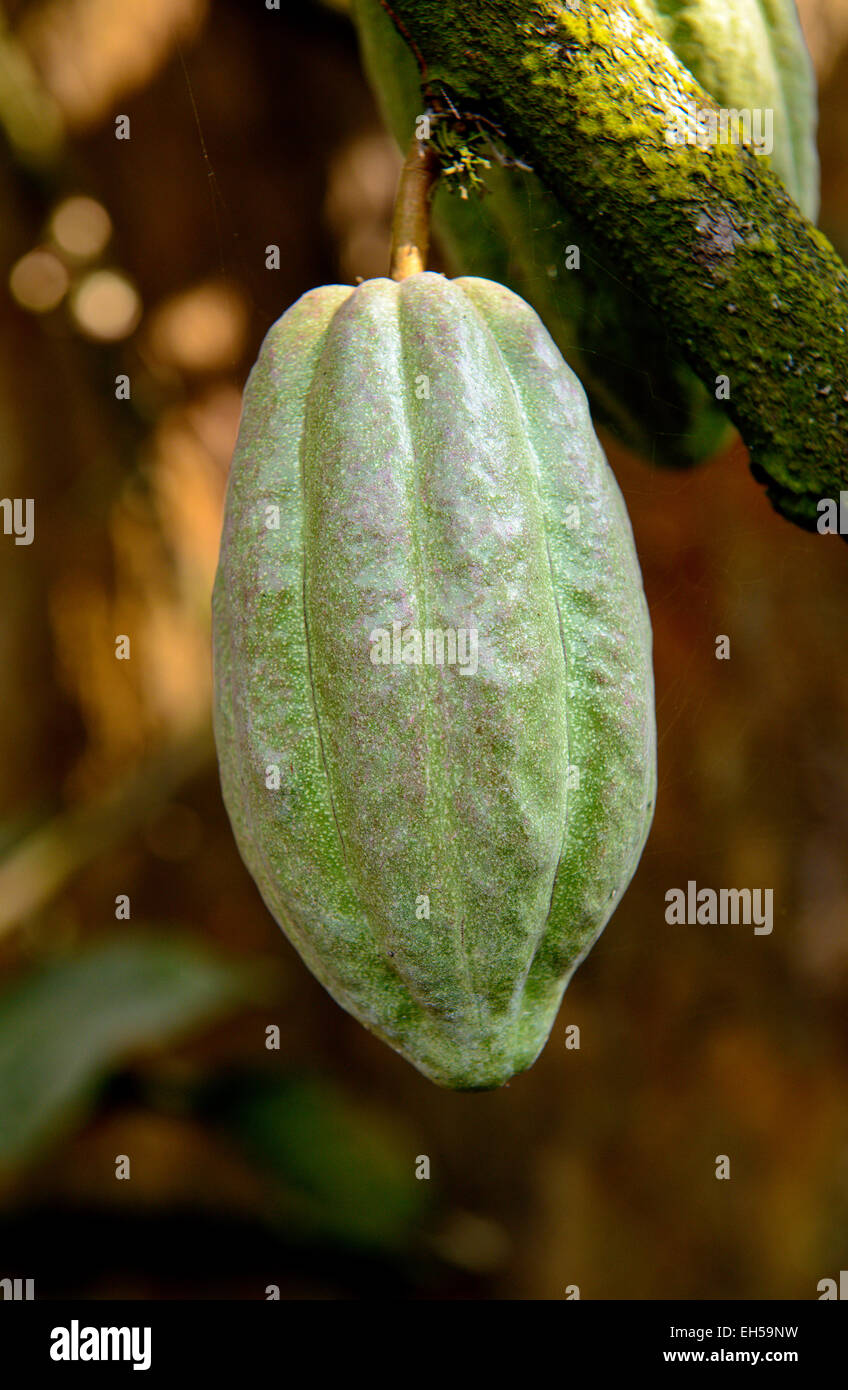 Cocoa Cacao unripe green pods on tree branch Stock Photo - Alamy