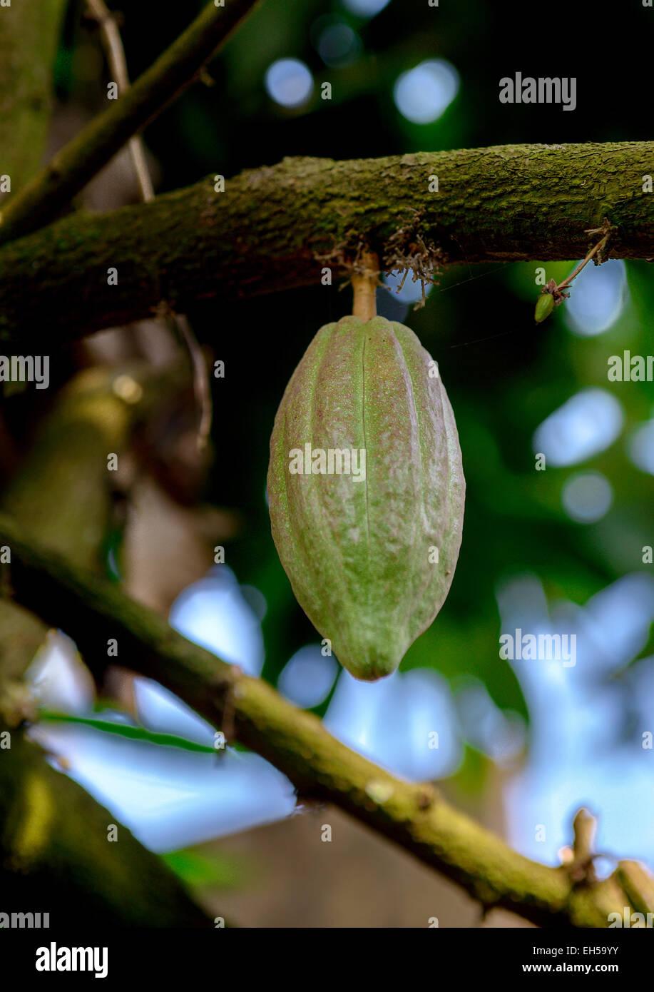 Cocoa Cacao unripe green pods on tree branch Stock Photo - Alamy