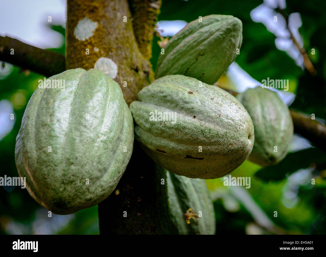 Cocoa Cacao unripe green pods on tree branch Stock Photo - Alamy
