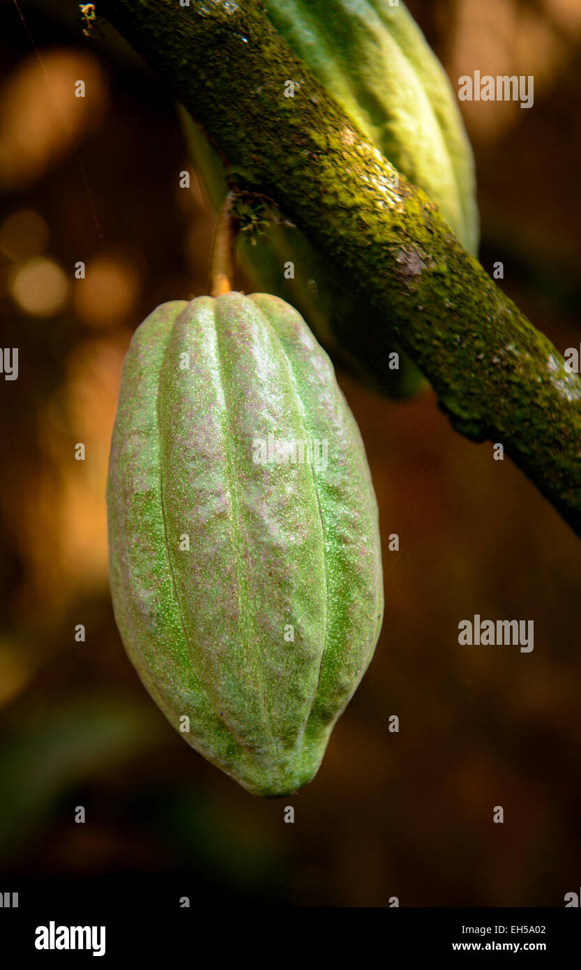 Cocoa Cacao unripe green pods on tree branch Stock Photo - Alamy