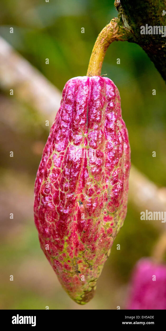 Unripe cocoa pods hi-res stock photography and images - Alamy