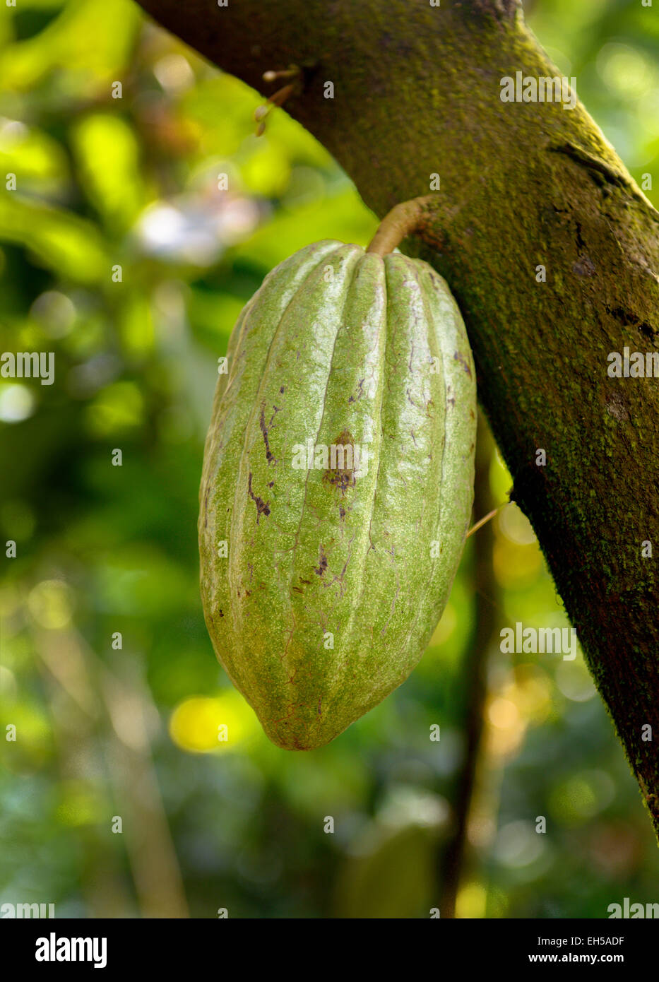 Unripe cocoa pods hi-res stock photography and images - Alamy