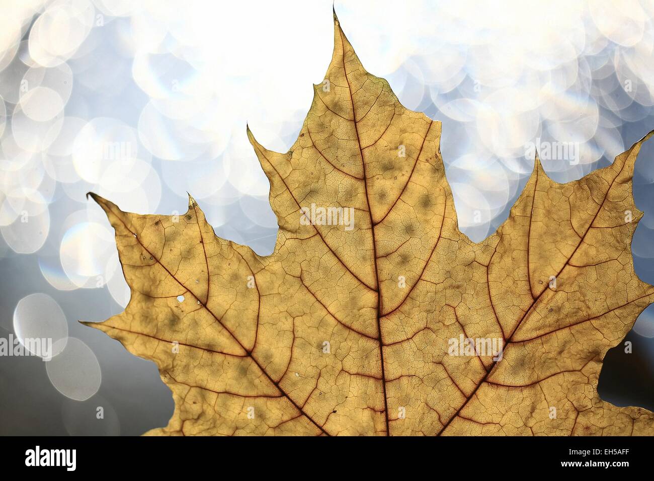 background dry yellow leaves on a wooden background Stock Photo - Alamy