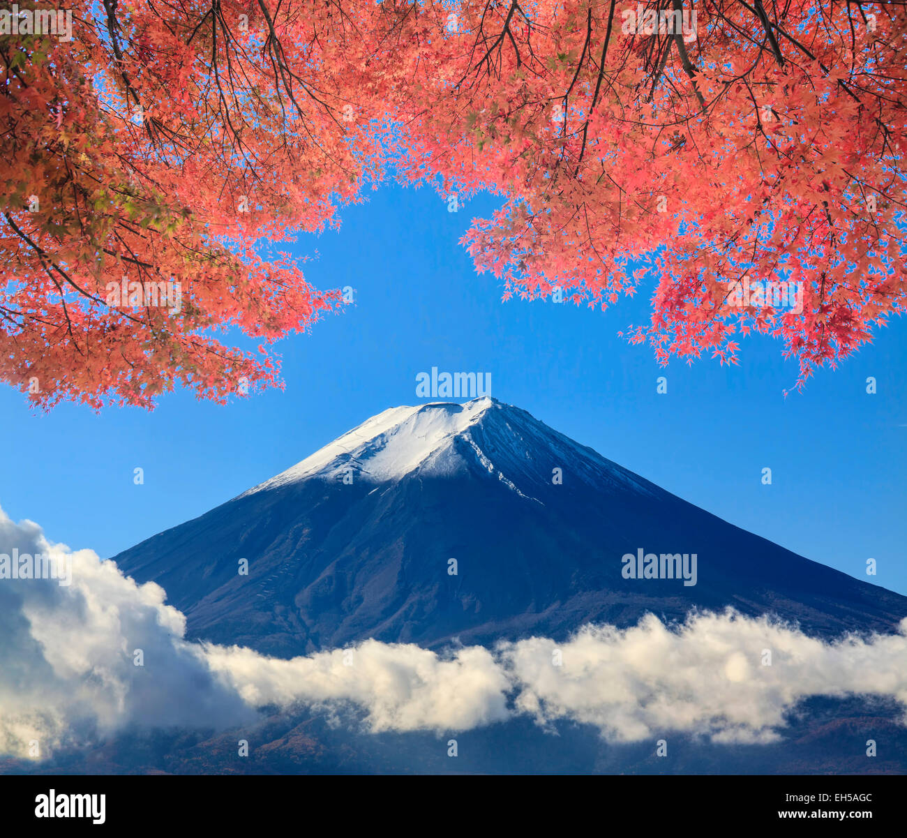 image of beautiful maple place for adv or others purpose use Stock ...