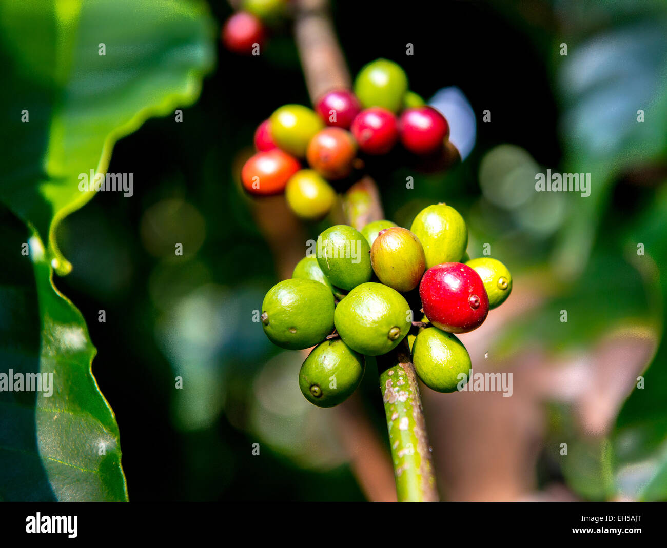 Coffee plantation india hi-res stock photography and images - Alamy