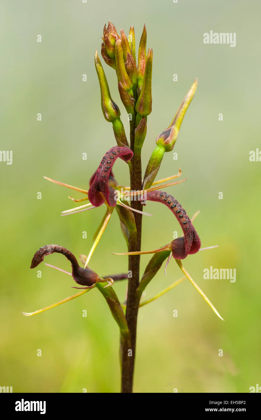 Cryptostylis leptochila hi-res stock photography and images - Alamy