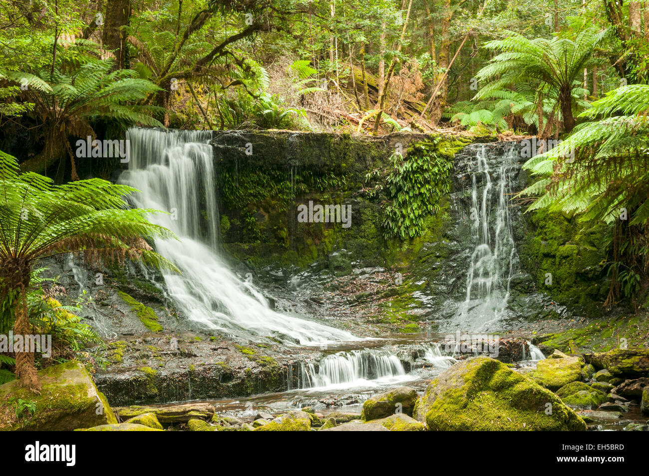 Horseshoe Falls, Mt Field NP, Tasmania, Australia Stock Photo - Alamy
