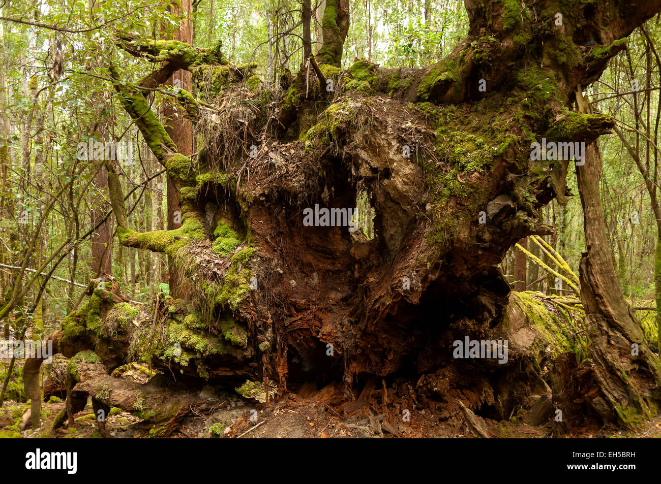 Uprooted tree hi-res stock photography and images - Alamy