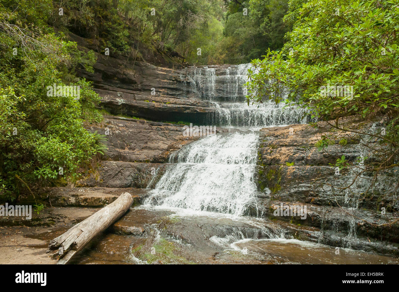 Lady Barron Falls, Mt Field NP, Tasmania, Australia Stock Photo - Alamy