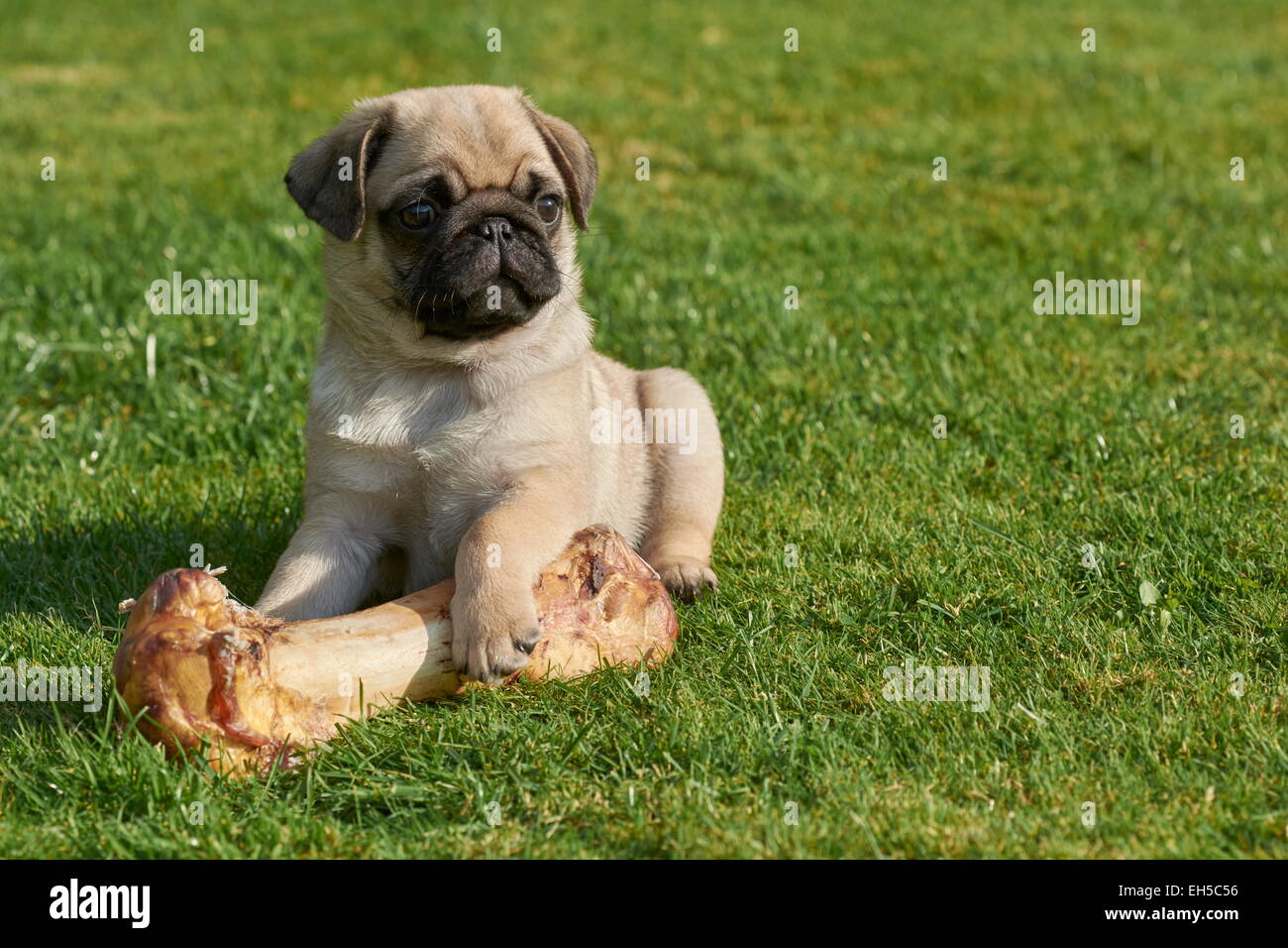 Frontal bone hi-res stock photography and images - Alamy