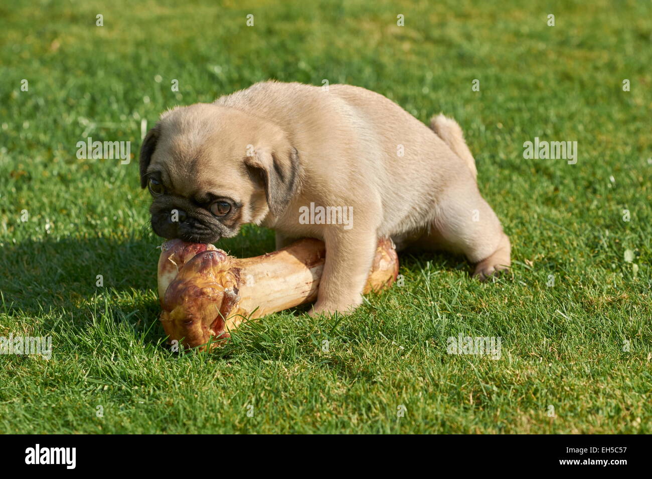 Dog eating a bone hi-res stock photography and images - Alamy