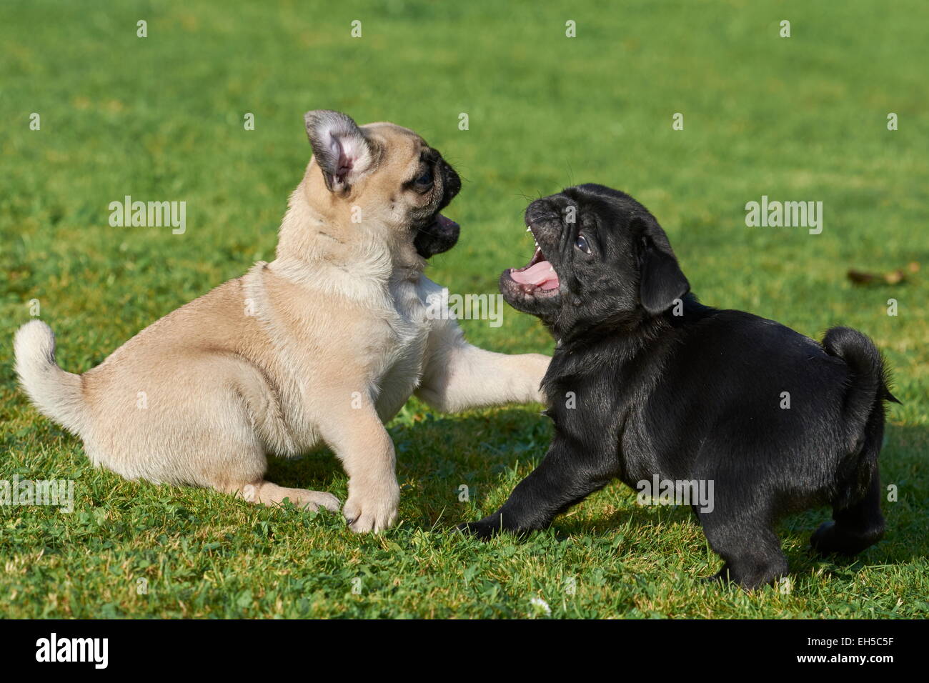 Black Chinese Pug High Resolution Stock Photography and Images - Alamy