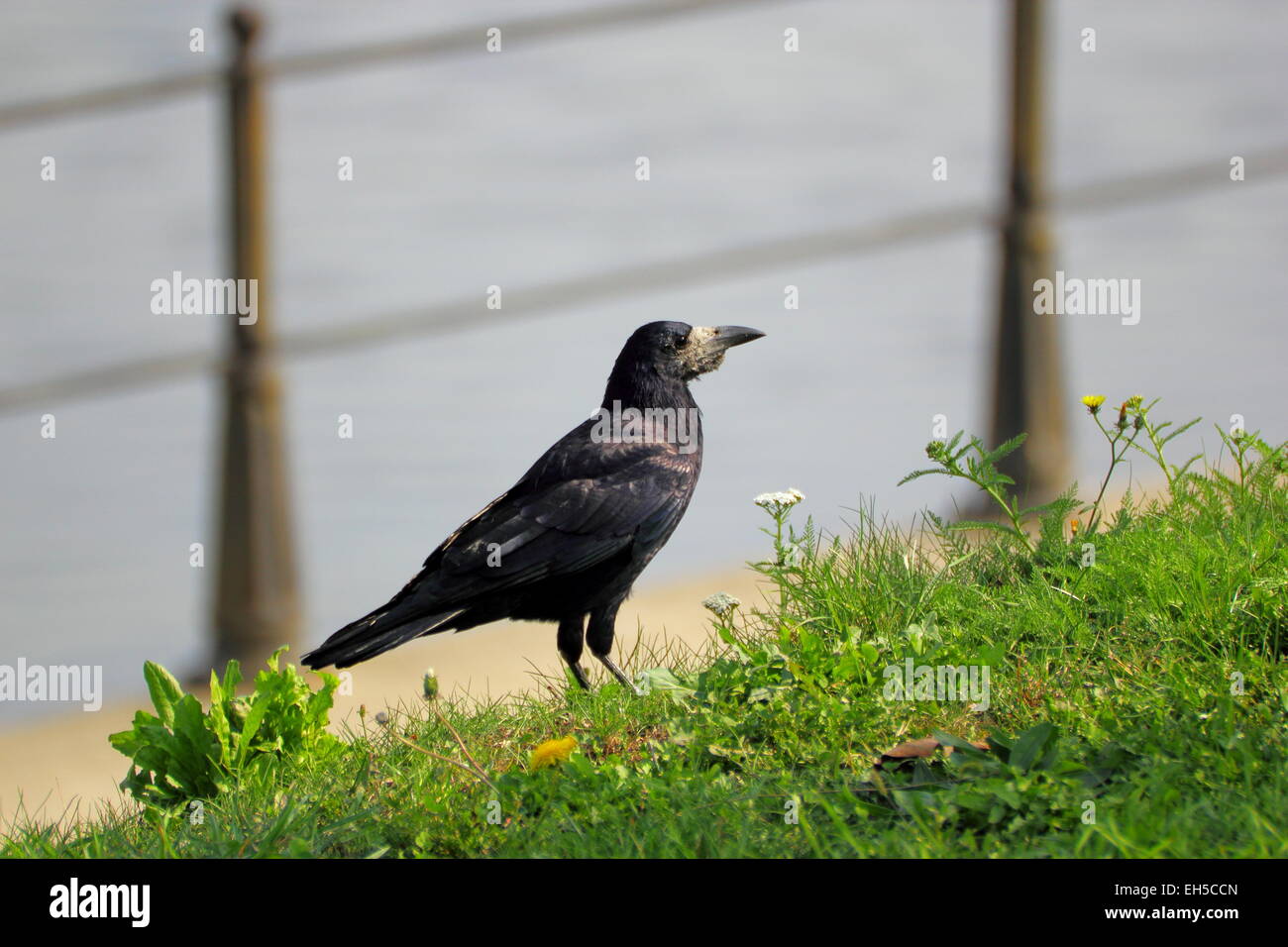european crow (corvus frugilegus) standing in the green grass Stock ...