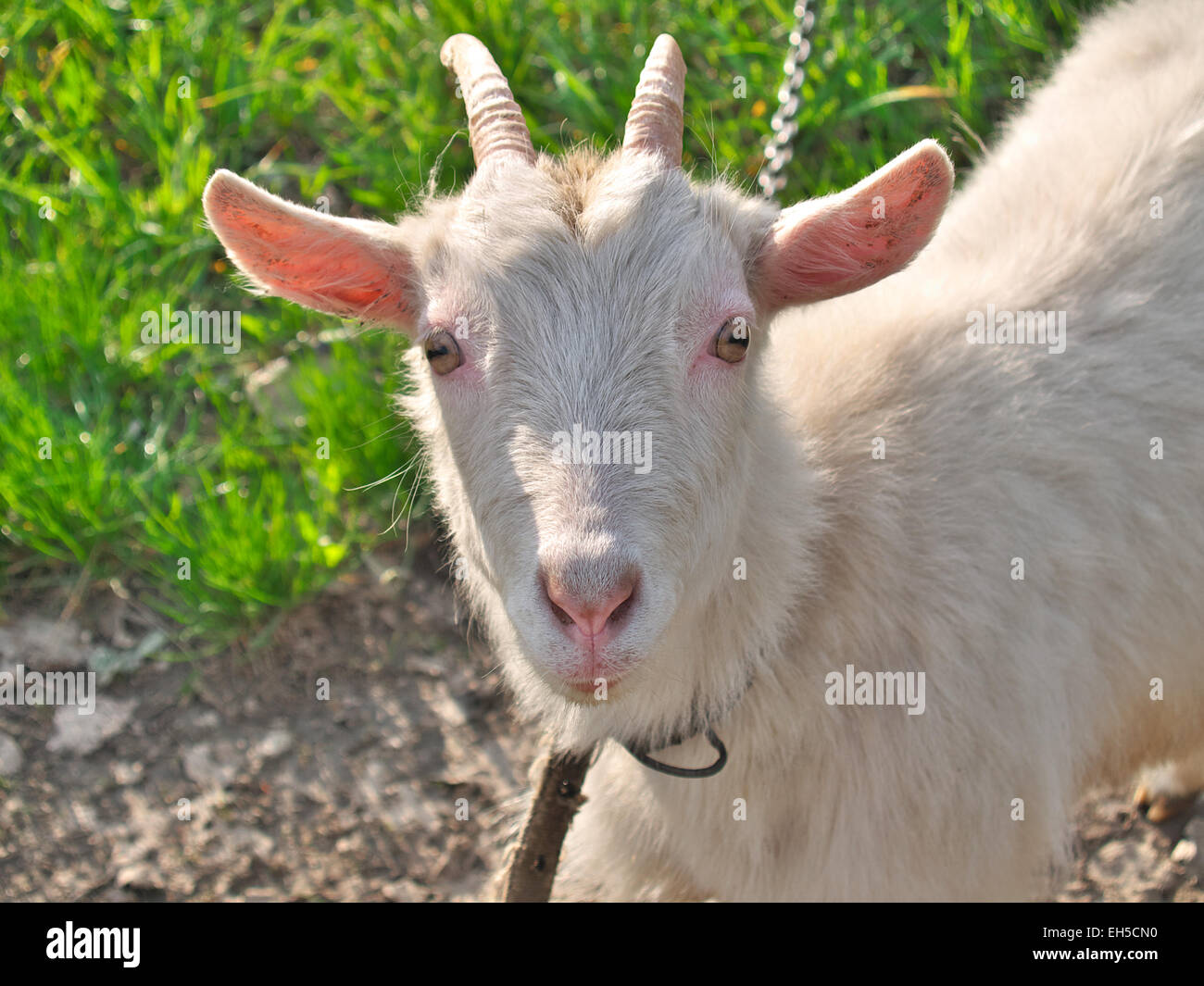 Funny white goat looking at you Stock Photo - Alamy