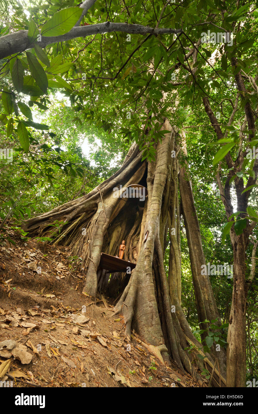 Holy tree in Kep National Park Stock Photo - Alamy