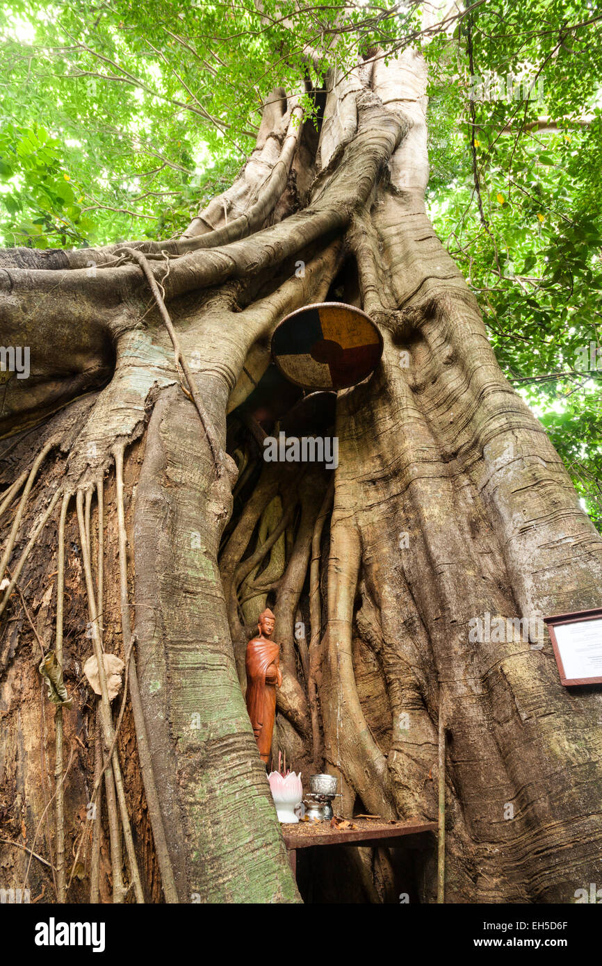 The holy tree hi-res stock photography and images - Alamy