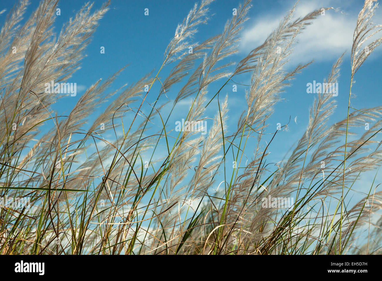 Close up view dense grass hi-res stock photography and images - Alamy