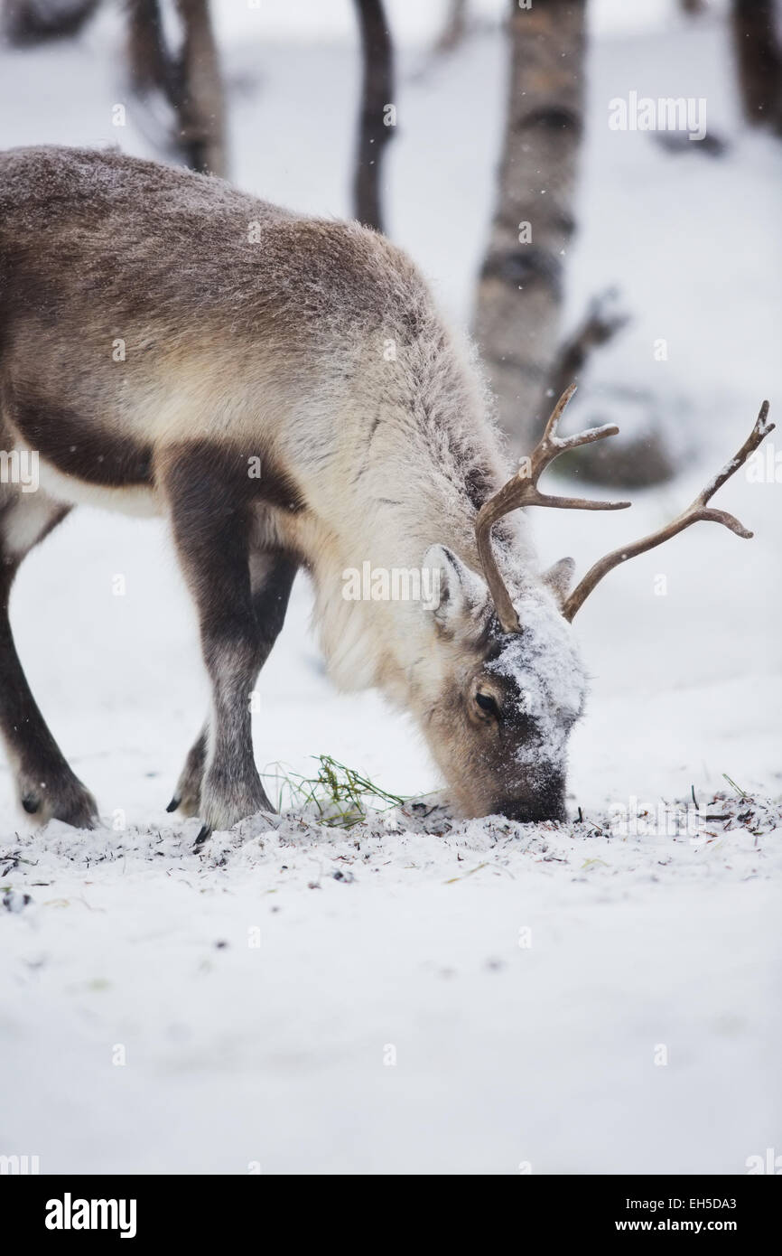 Raindeer horn hi-res stock photography and images - Alamy