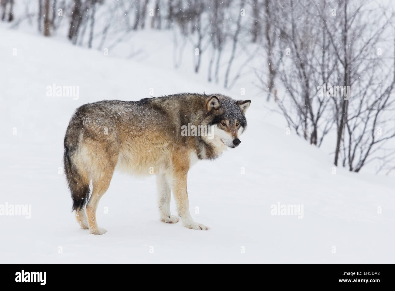 Wolf alone in the norwegian winter forest. Snowing Stock Photo - Alamy