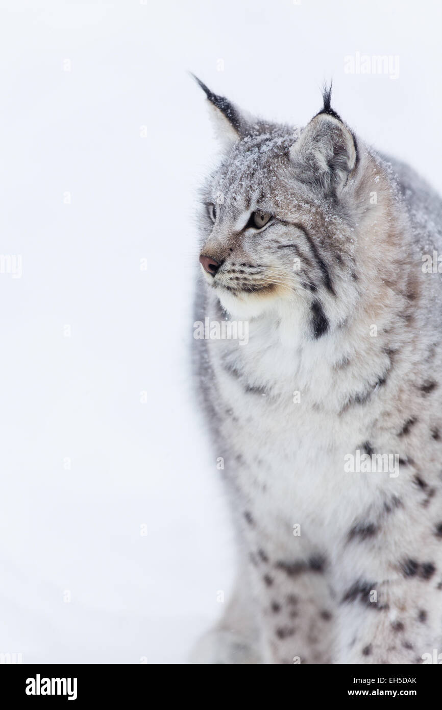 A european lynx in the snow. Cold norwegian winter Stock Photo - Alamy