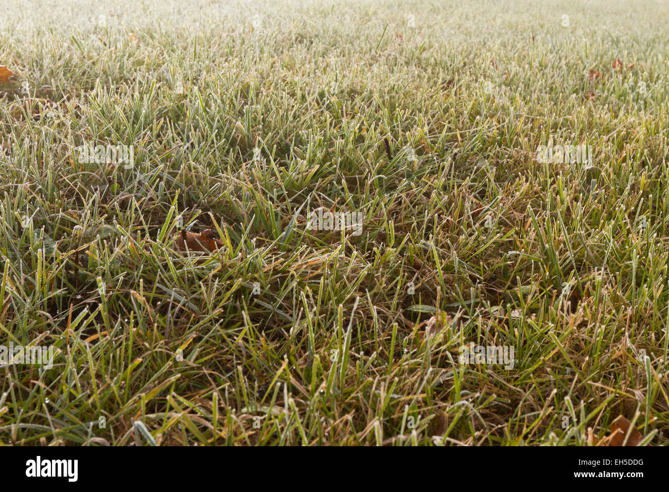 Frosty natural grass with dead leaves at fall. Autumn in Norway. Can be ...