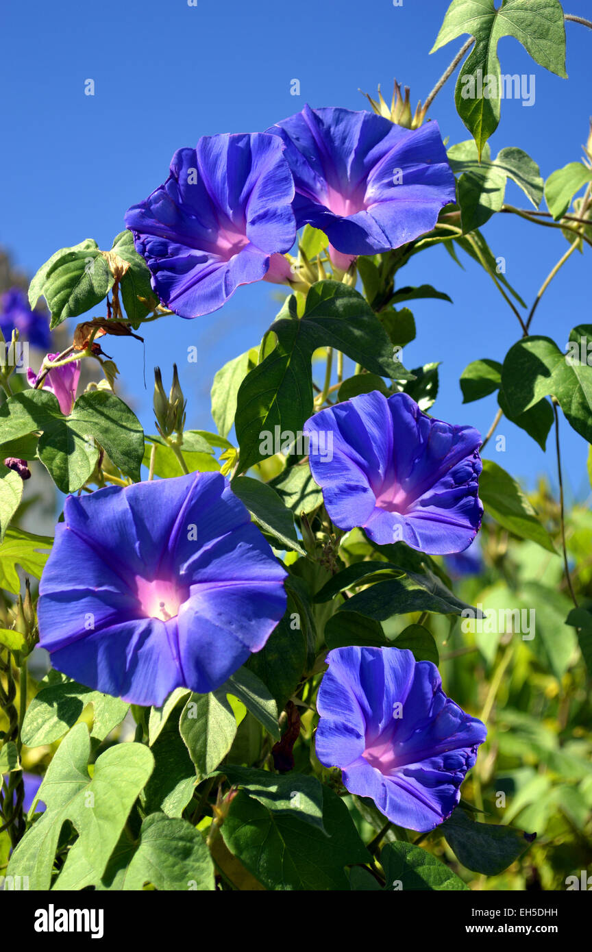 Blue Trumpet vine flowering in Portugal Stock Photo - Alamy