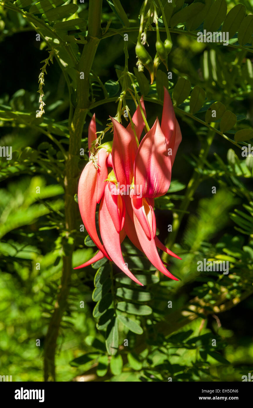 Glory pea hi-res stock photography and images - Alamy