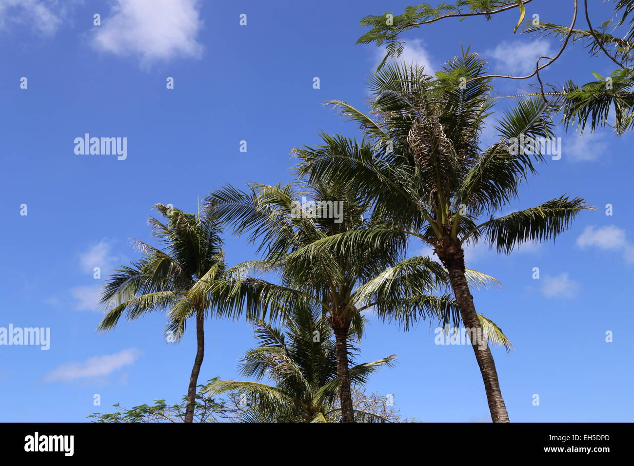 Palm Trees in Guam - March 2015 Stock Photo - Alamy