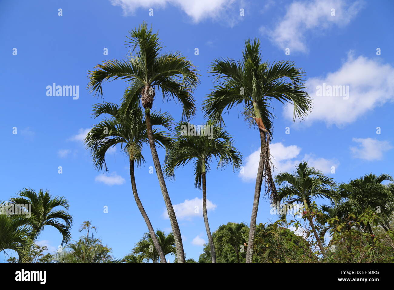 Palm Trees in Guam - March 2015 Stock Photo - Alamy
