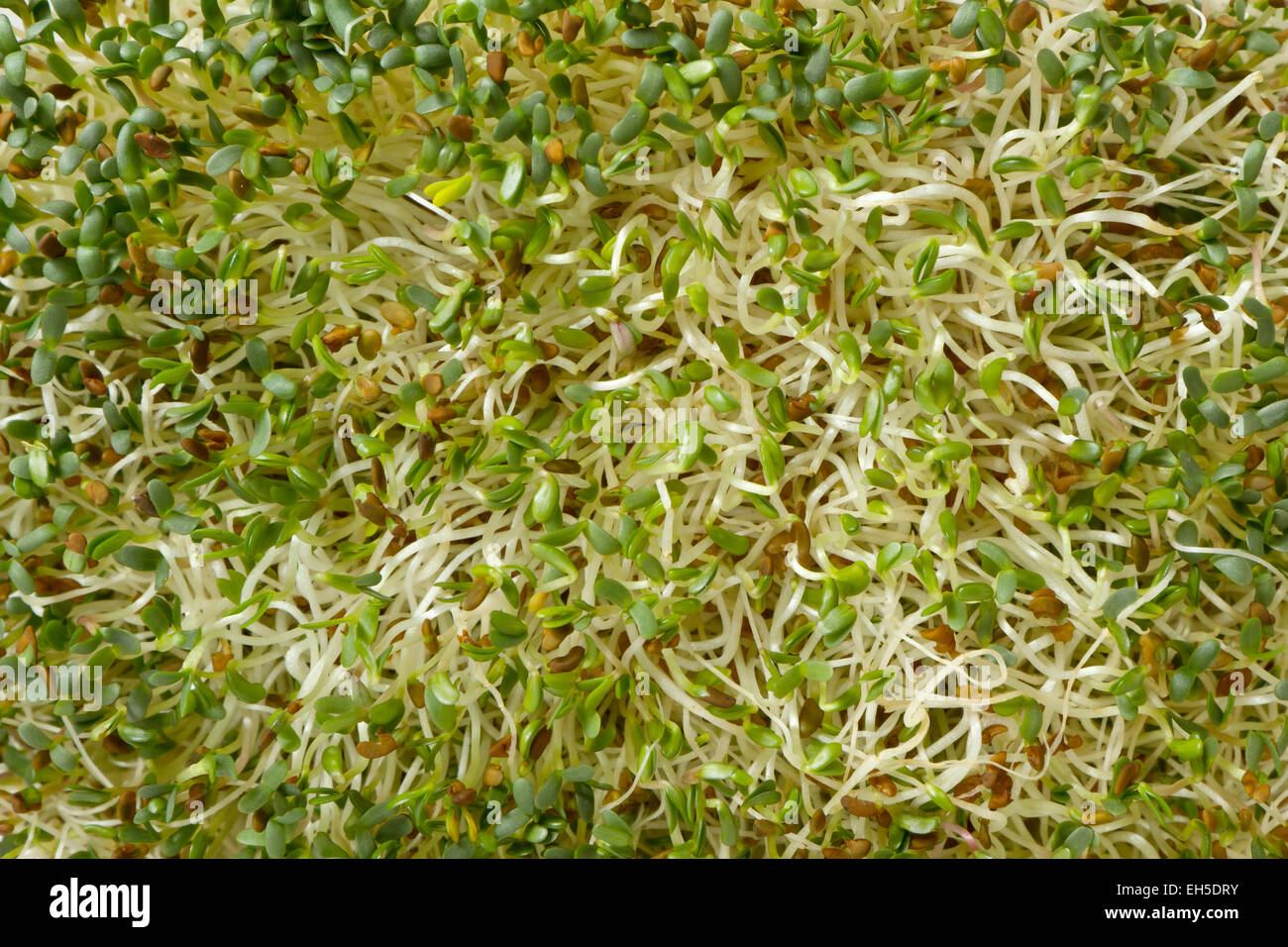 Organic and raw alphalpha sprouts on white background. Can be used as ...
