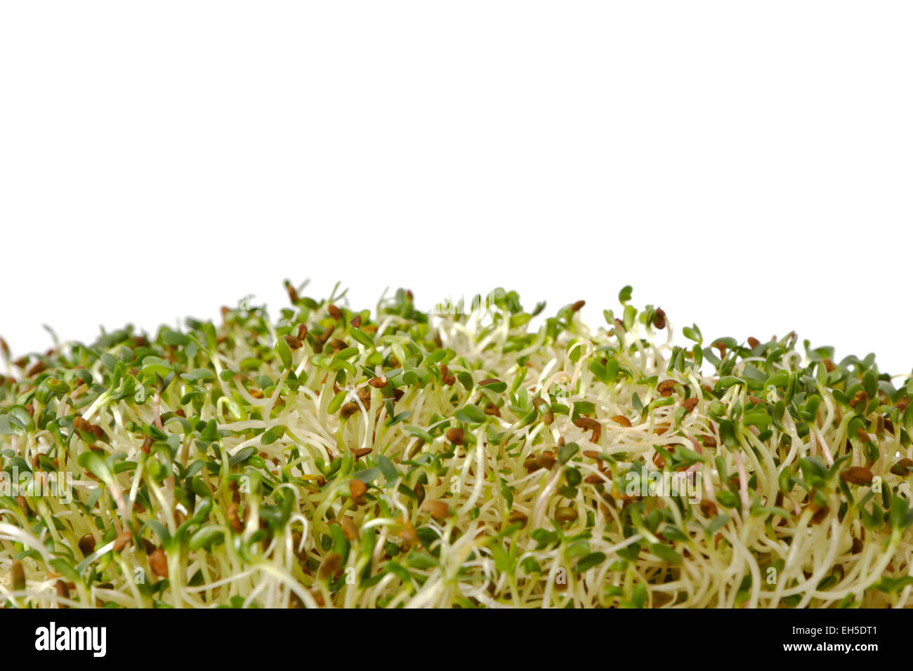 Organic and raw alphalpha sprouts on white background. Can be used as ...