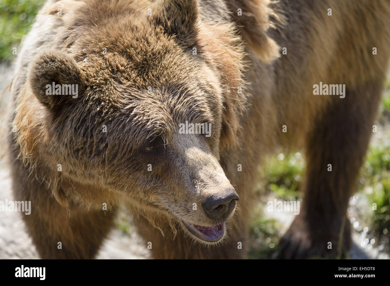 A norwegian brown she-bear standing near to water and looking. Adult ...