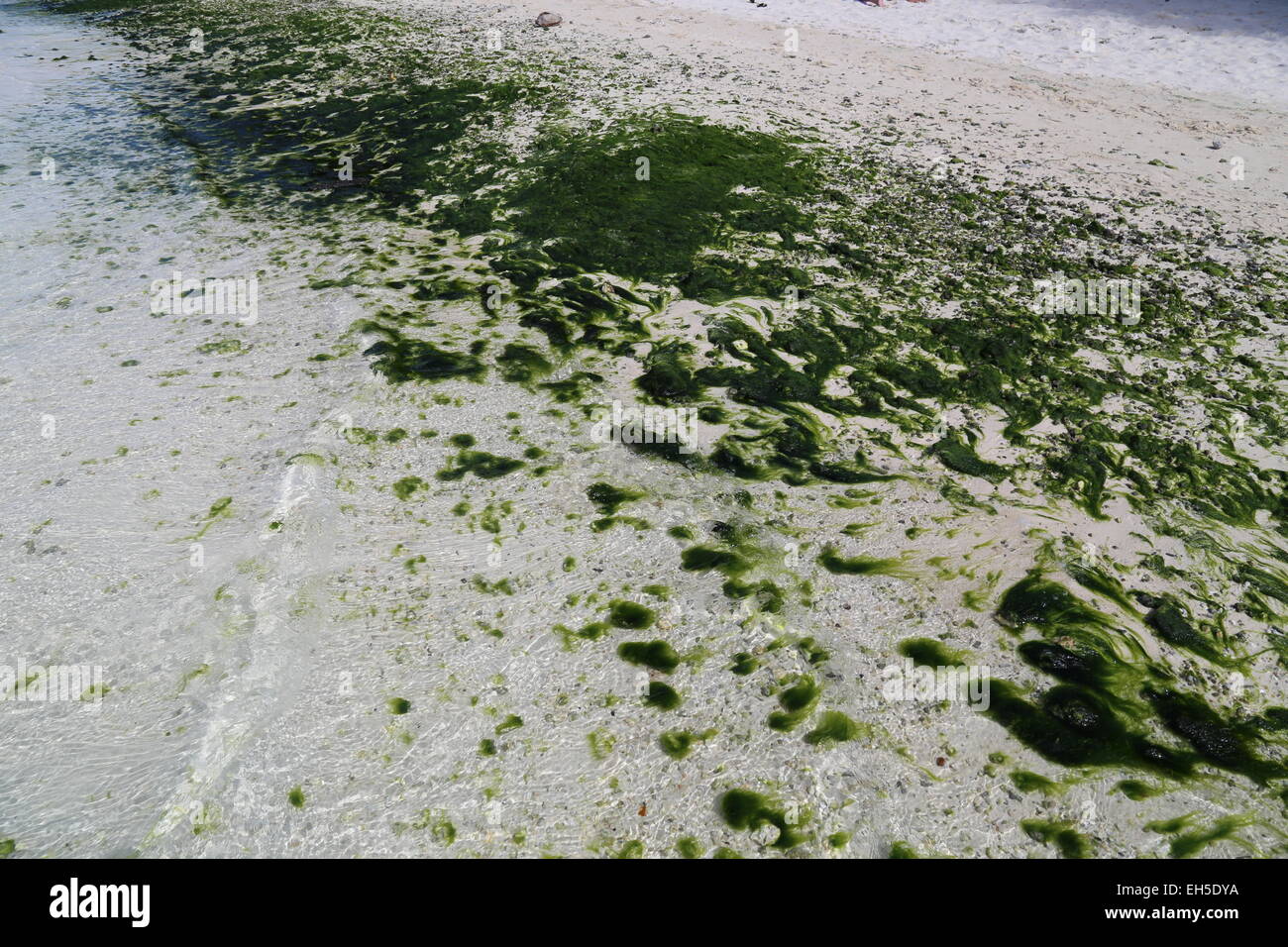 Sand algae hi-res stock photography and images - Alamy