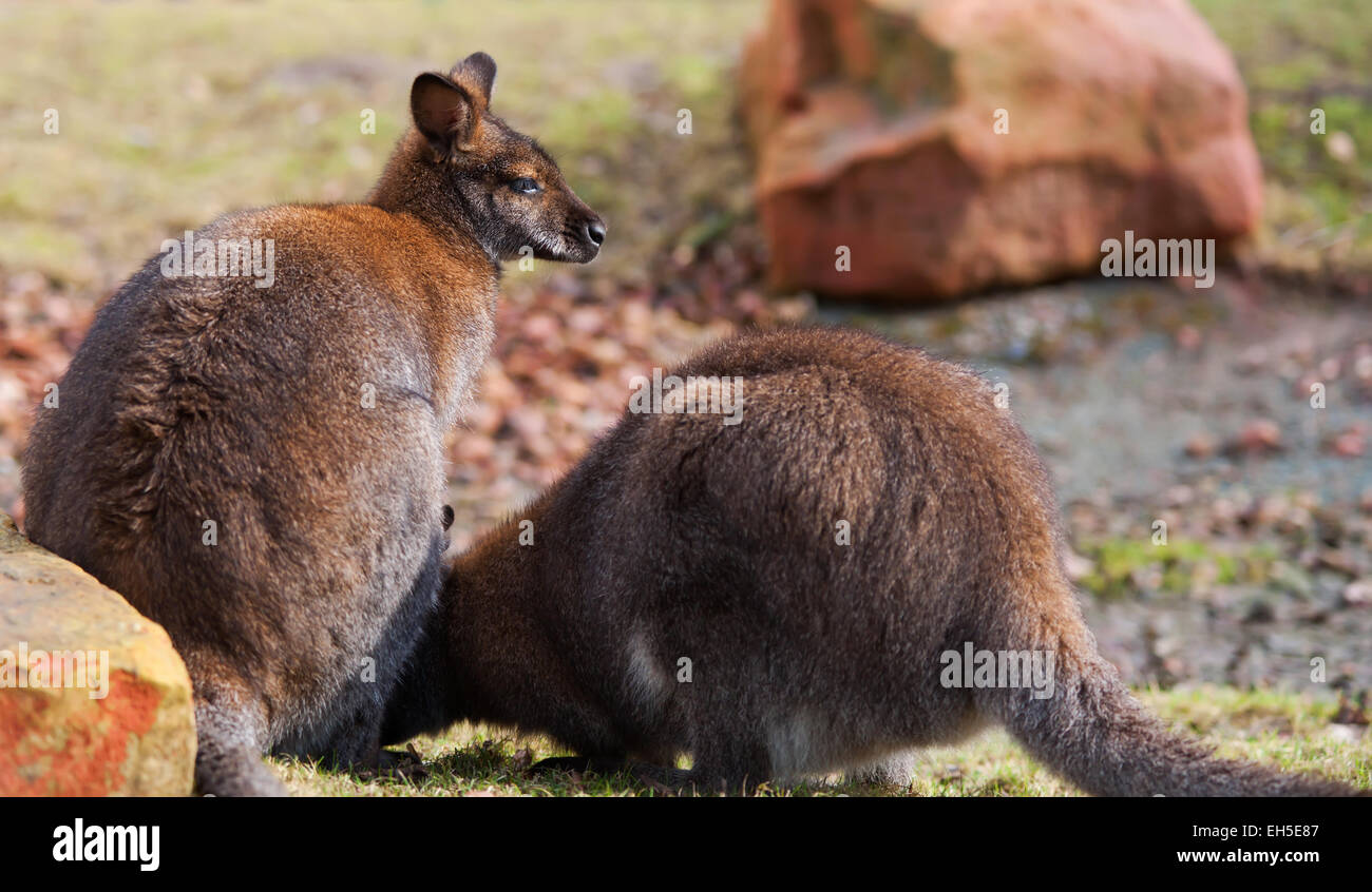 Two wallabies grazing in the wild. Wallabia mammals Stock Photo - Alamy