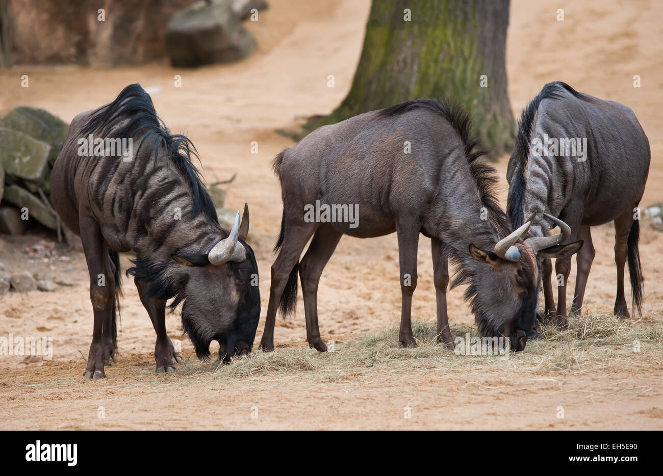 Grazing or pasturing wildebeests: animals from Africa Stock Photo - Alamy