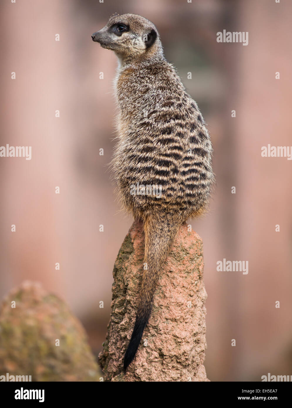 Meerkat turning his head and sitting on the termitary. Wildlife in ...