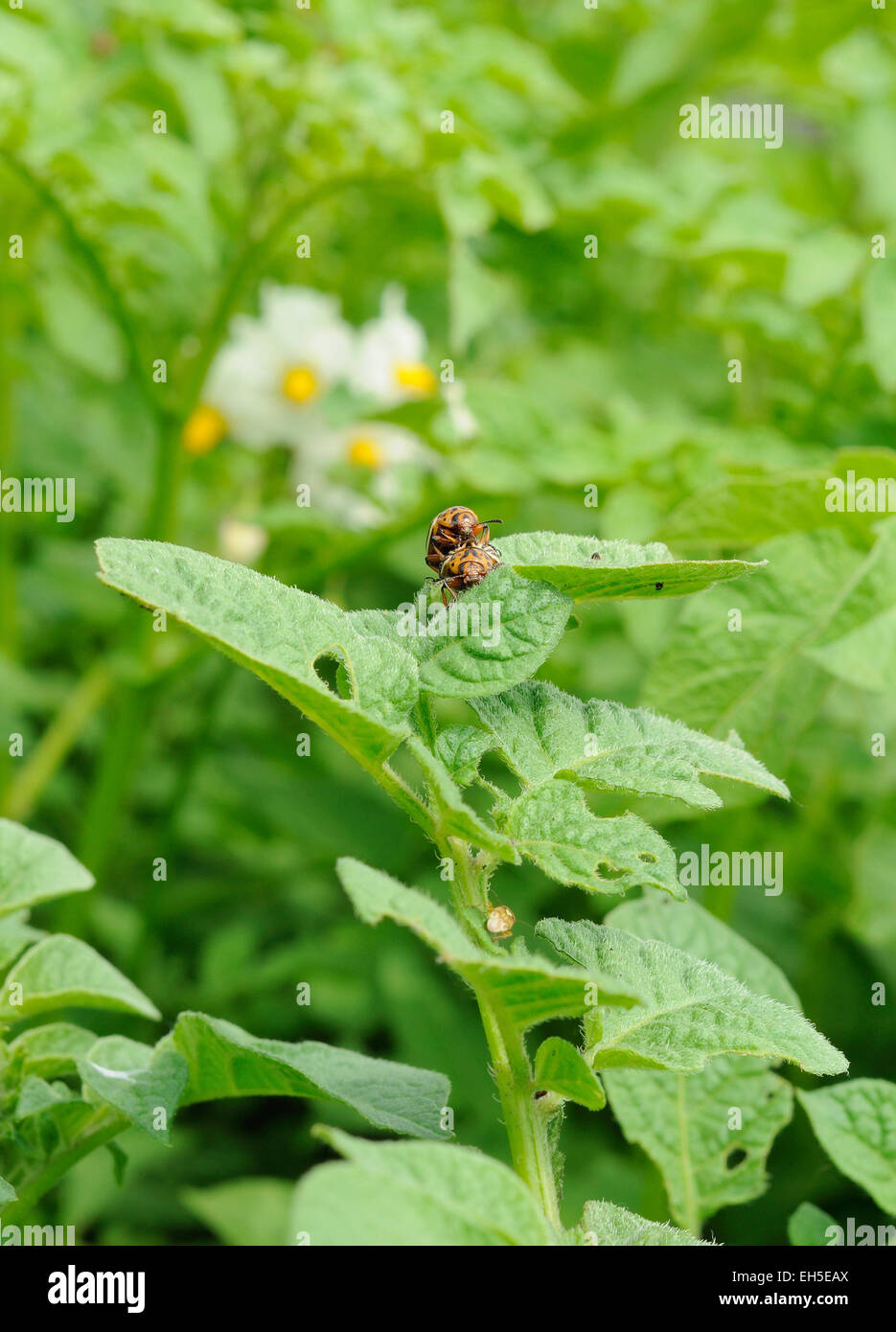 Two mature colorado bugs on the potato bush Stock Photo - Alamy