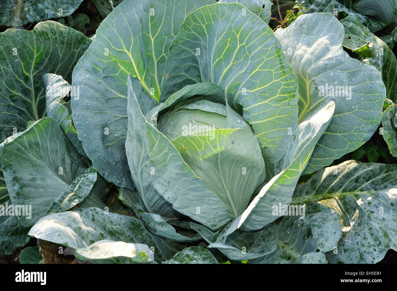 Cabbage with drops of cool morning dew growing Stock Photo - Alamy