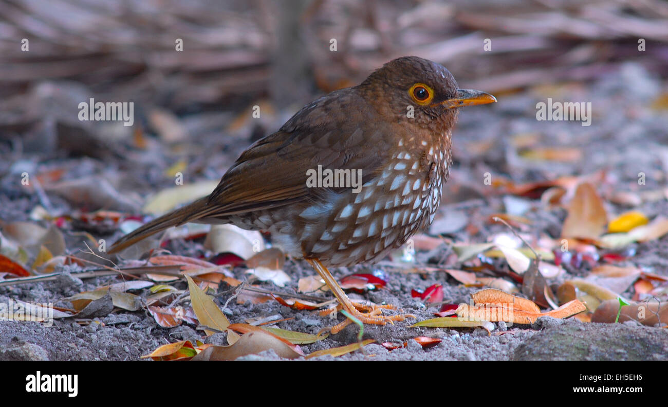 Forest Thrush (Turdus lherminieri), a vulnerable bird species ...