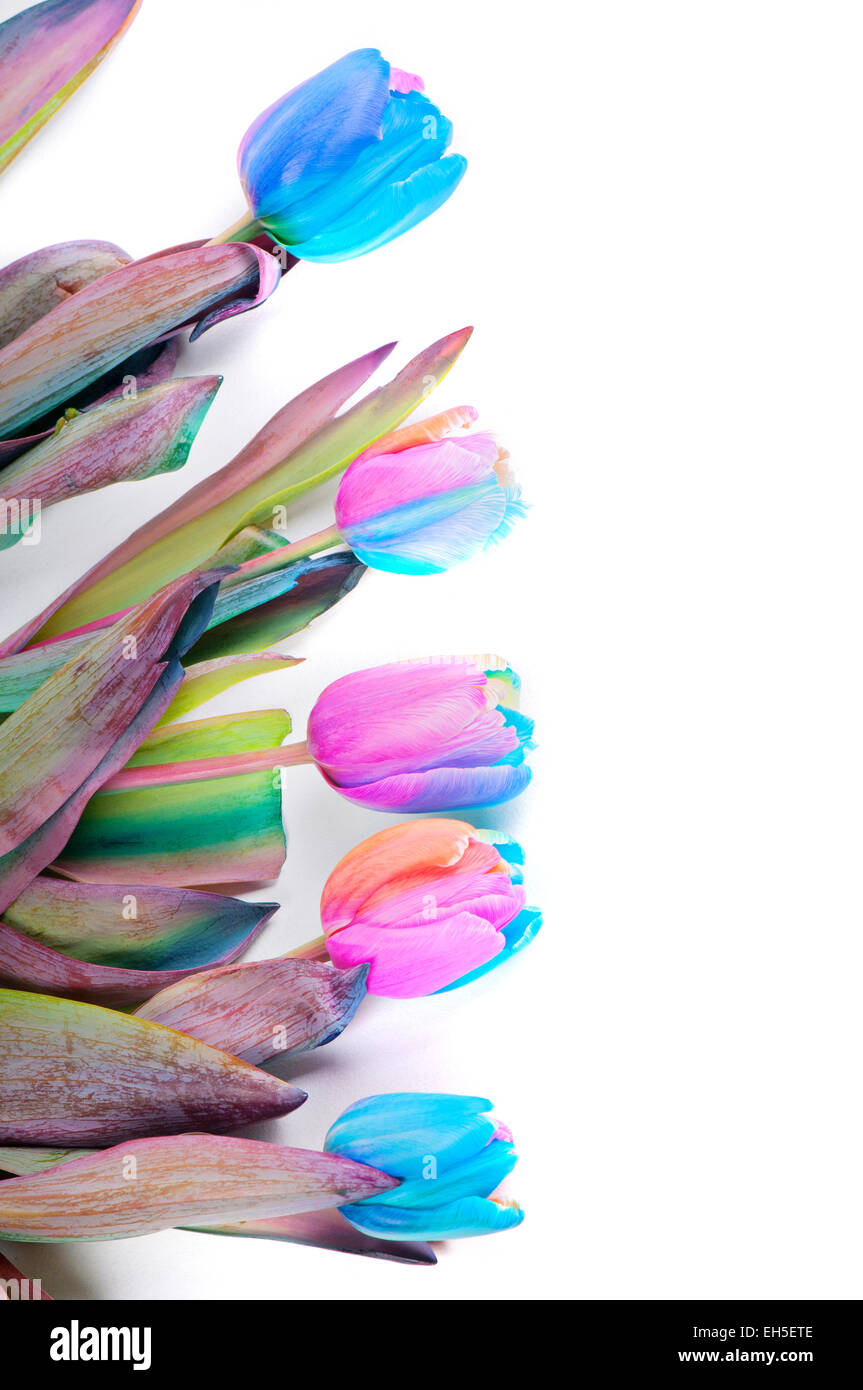 Unusual variegated tulips for border or frame Stock Photo - Alamy