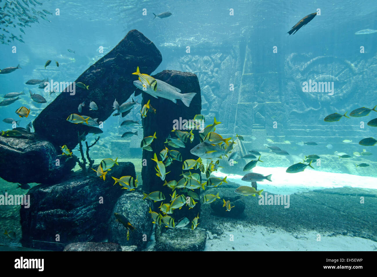The underwater scene hi-res stock photography and images - Alamy