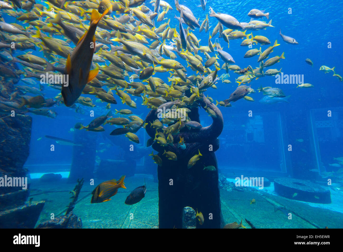 Panoramic underwater hi-res stock photography and images - Alamy