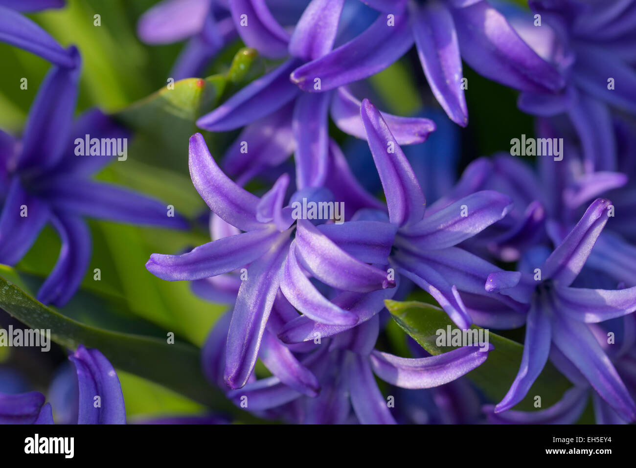 Natural warm spring hi-res stock photography and images - Alamy