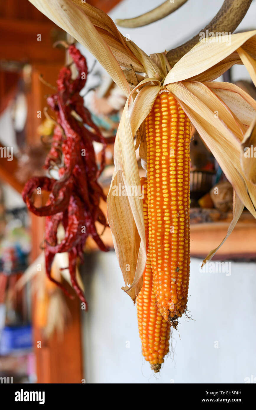 Corn left hanging to dry in natural light Stock Photo - Alamy