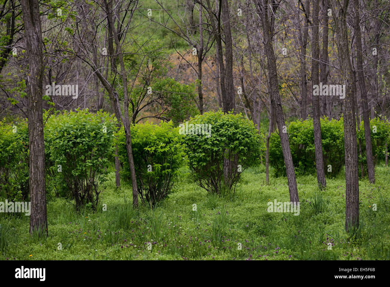 View into a forest at the beginning of spring Stock Photo - Alamy